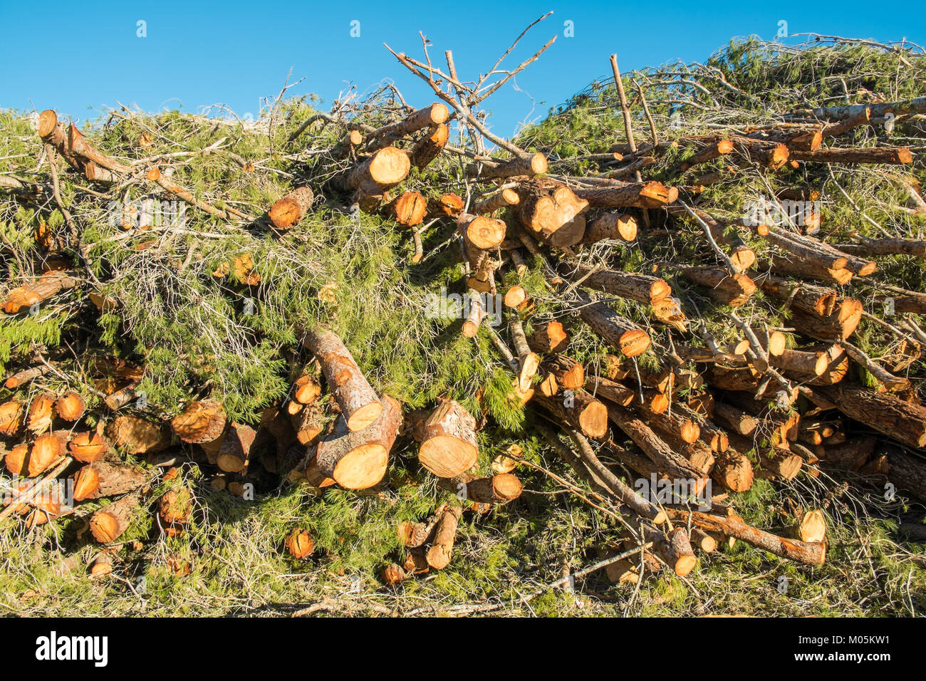 Stack of timber from forestry works Stock Photo - Alamy