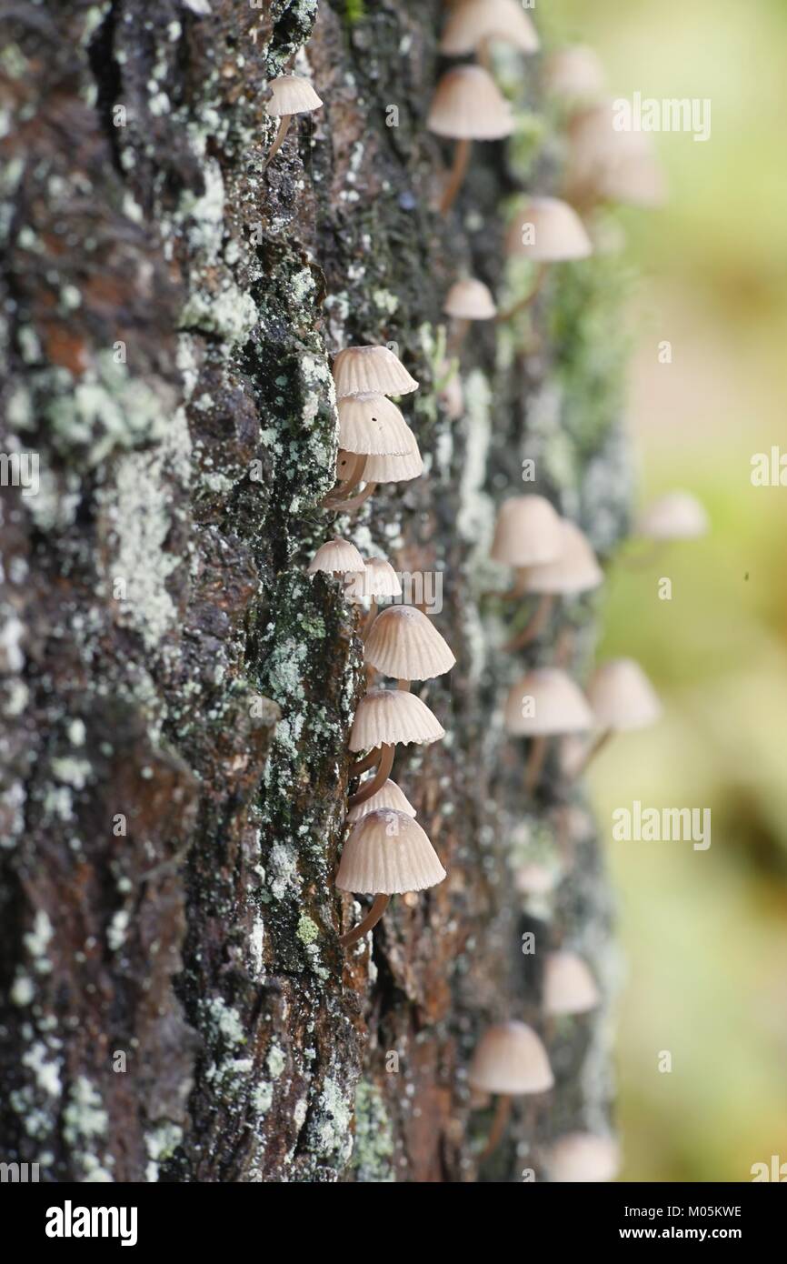 Purple edge bonnet, Mycena rubromarginata Stock Photo - Alamy