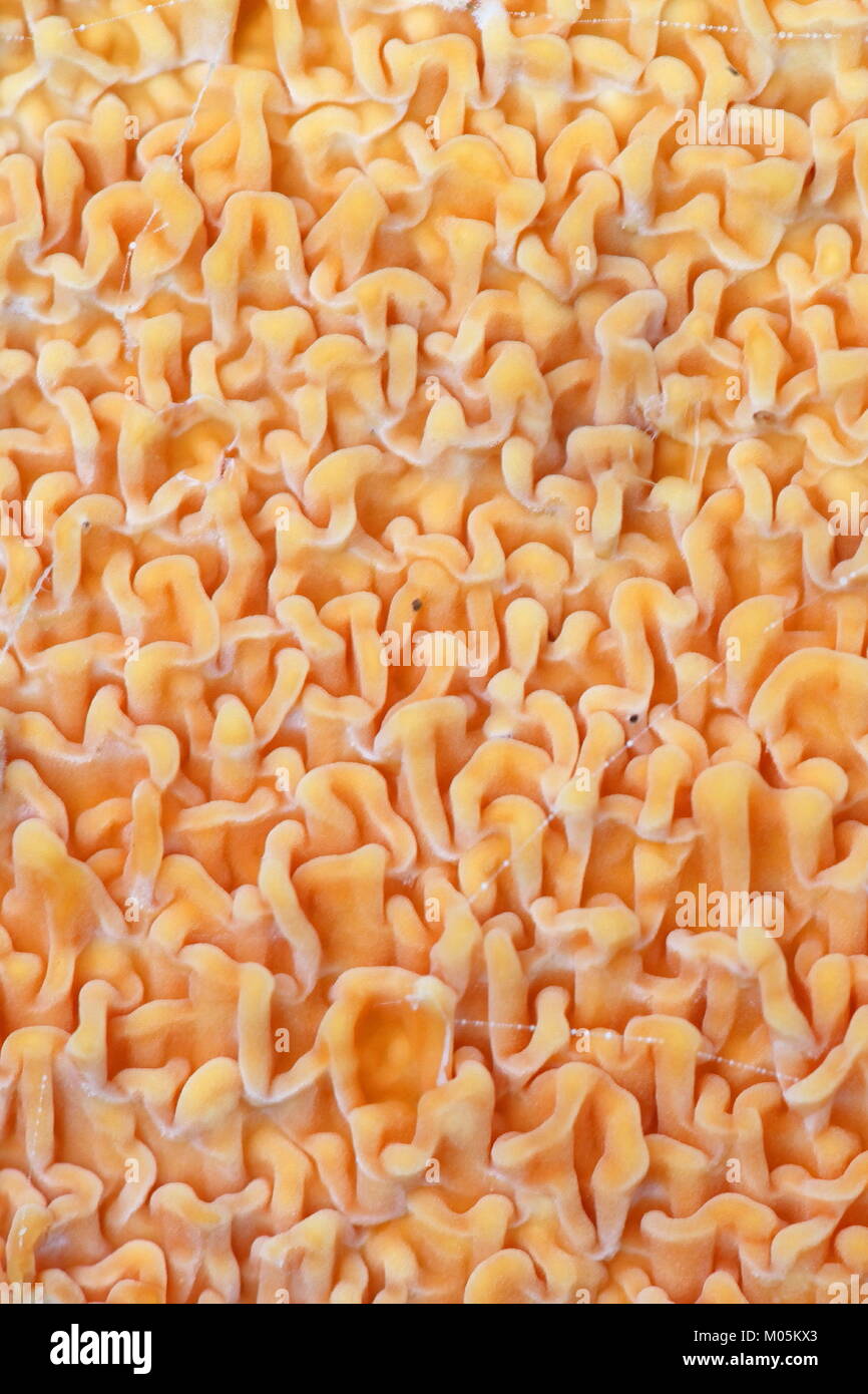 Fungi fungus mushroom orange hi-res stock photography and images - Alamy