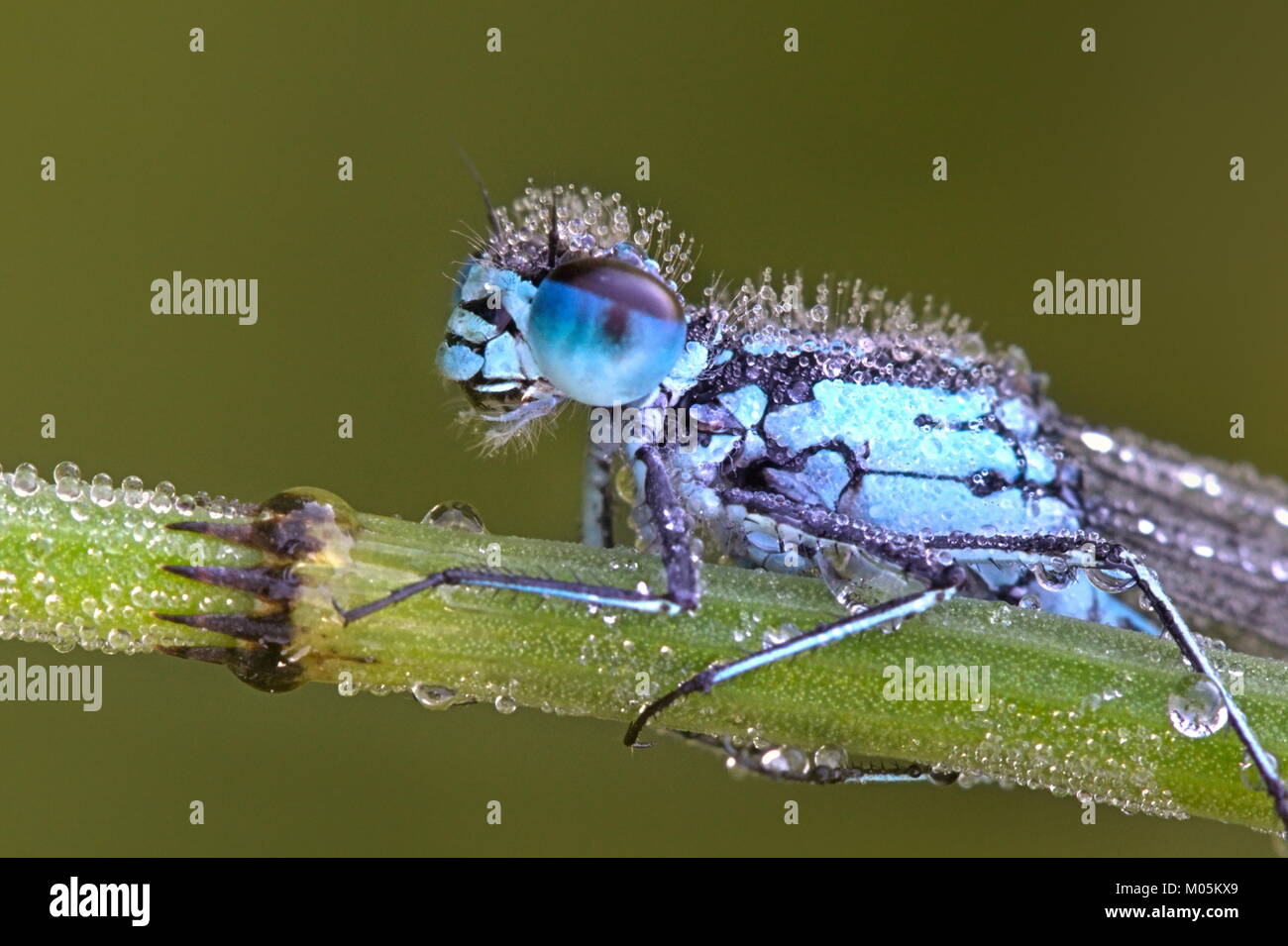 Variable Damselfly High Resolution Stock Photography and Images - Alamy
