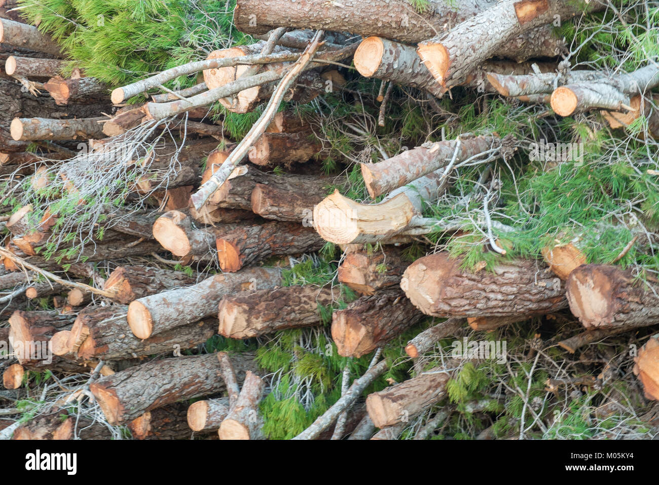 Stack of timber from forestry works Stock Photo - Alamy
