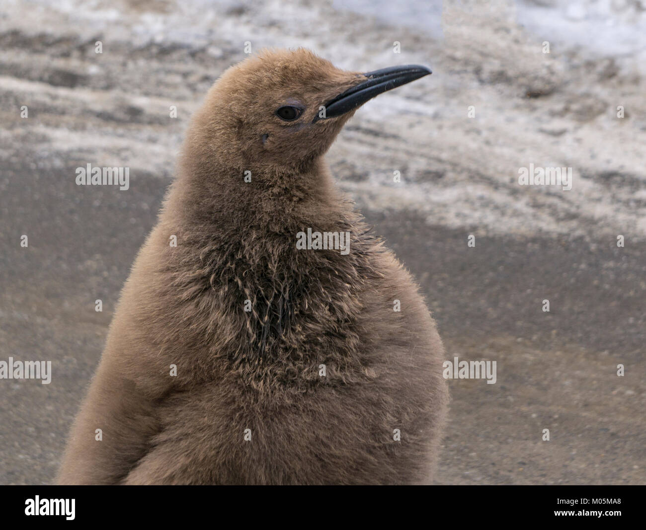 king penguins chicks Calgary zoo AB Stock Photo - Alamy