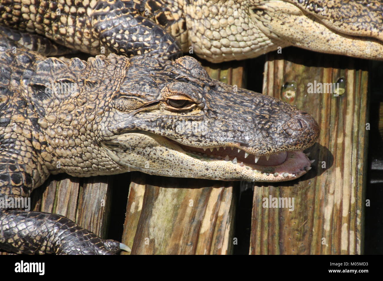 Alligators face hi-res stock photography and images - Alamy