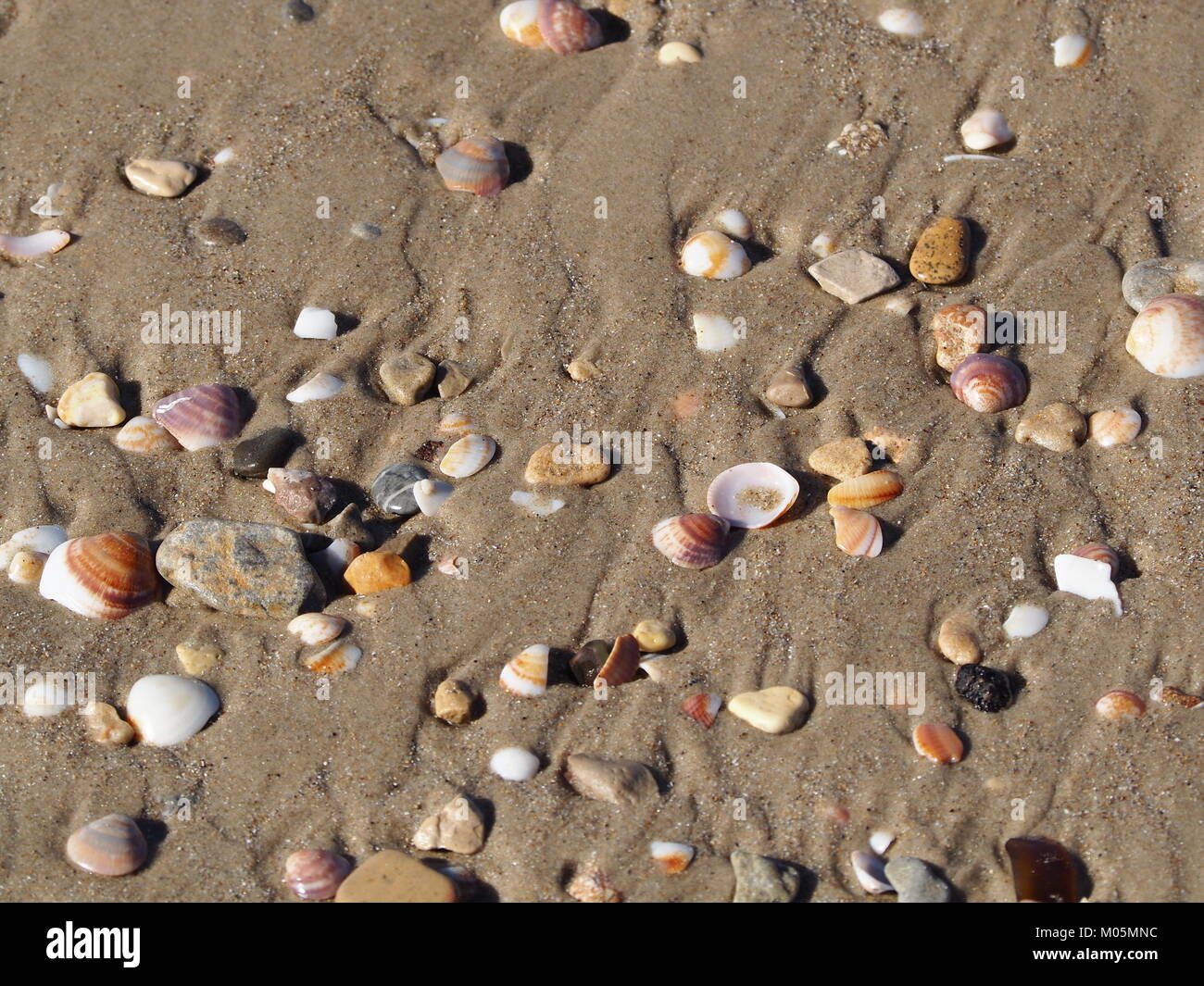 simple sea shells on the bech Stock Photo - Alamy