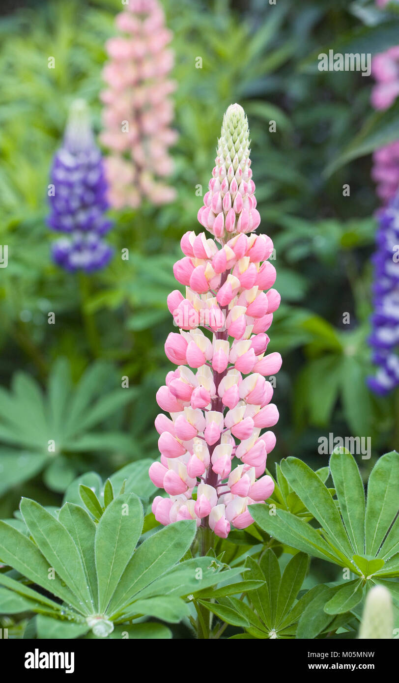 Lupin flowers in cottage garden hi-res stock photography and images - Alamy
