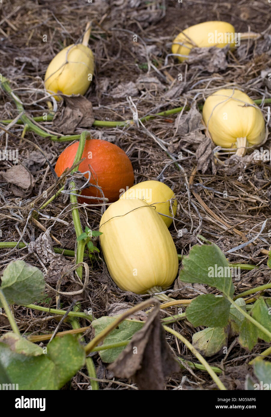 Curcubita pepo. Spaghetti squash on the allotment Stock Photo - Alamy