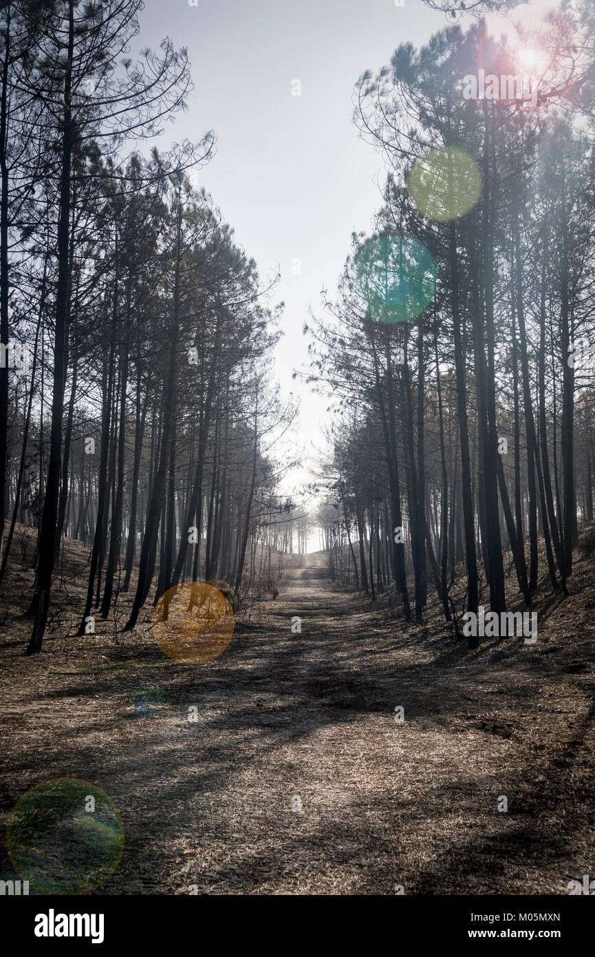 Fire pathway hi-res stock photography and images - Alamy