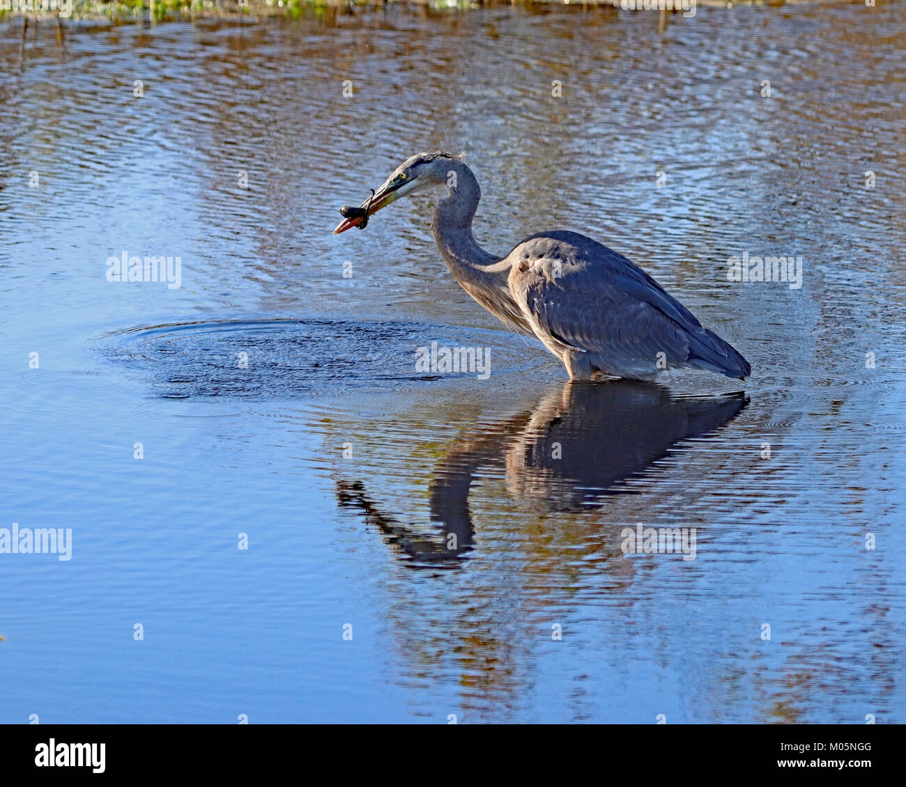 Snake wrapped around hi-res stock photography and images - Alamy