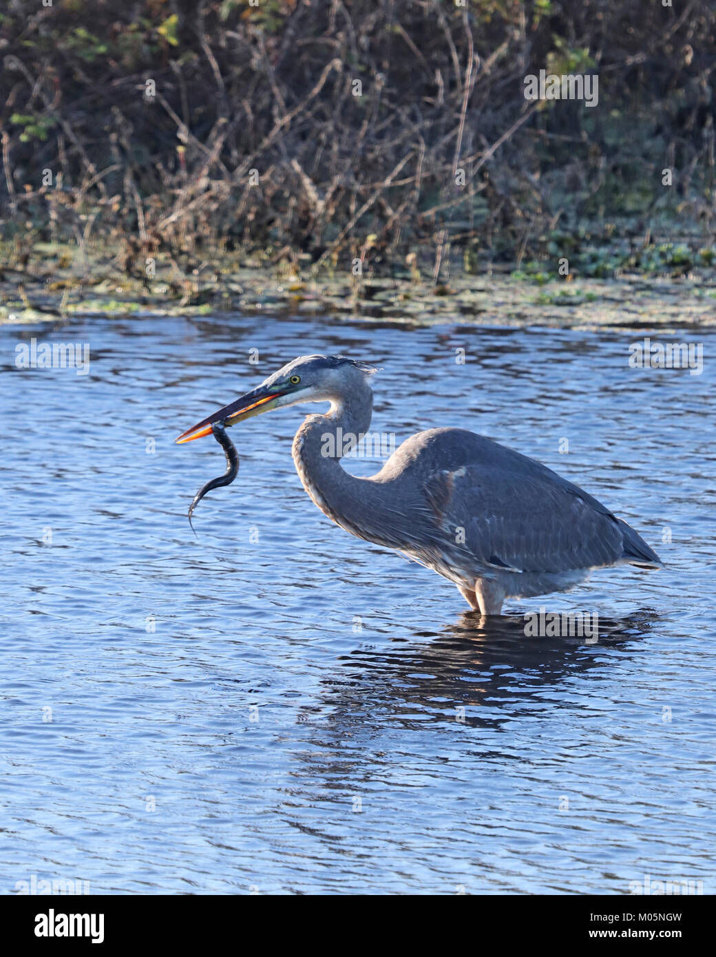 Snake catching bird hi-res stock photography and images - Alamy