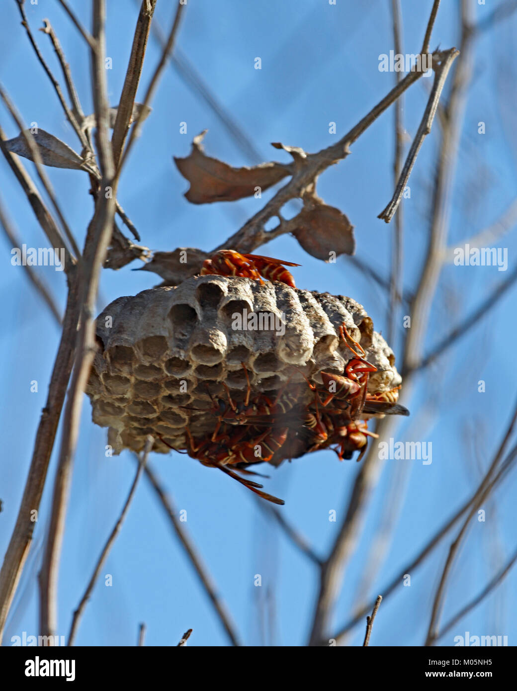 Red Paper wasps on hive in the branches of a shrub in Paynes Prairie ...
