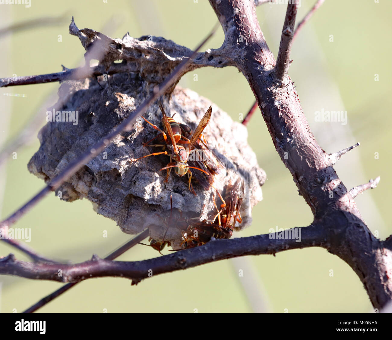 Red paper wasps busy working on nest Stock Photo - Alamy