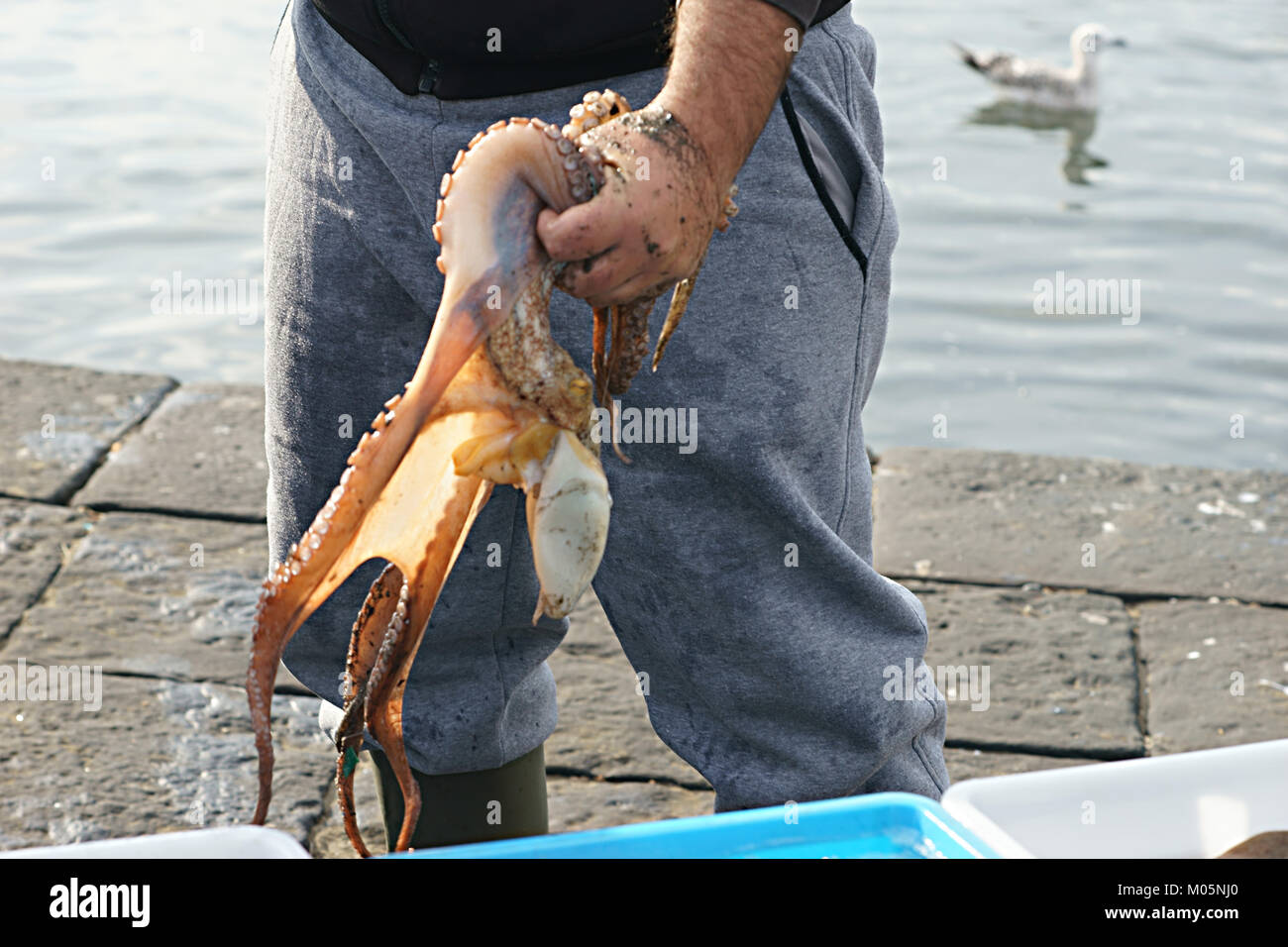 Fisherman catching an octopus at fish market, in Naples, Italy Stock ...