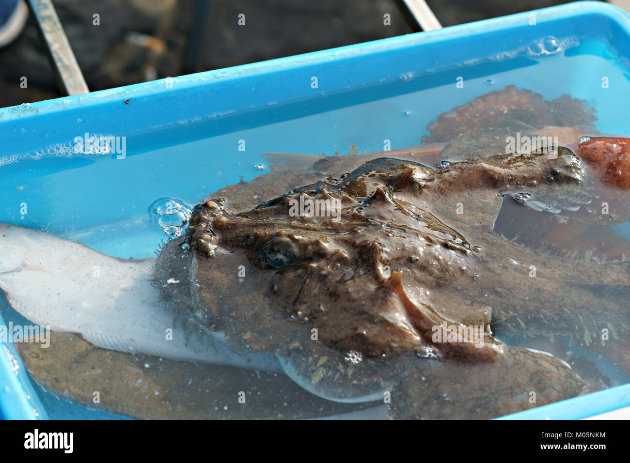 Monkfish lophius hi-res stock photography and images - Alamy