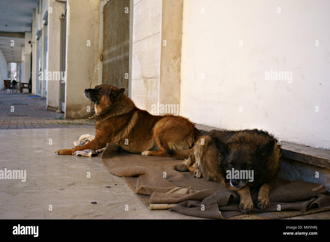 Stray dog in Santa Maria Capua Vetere, Caserta, Italy Stock Photo - Alamy