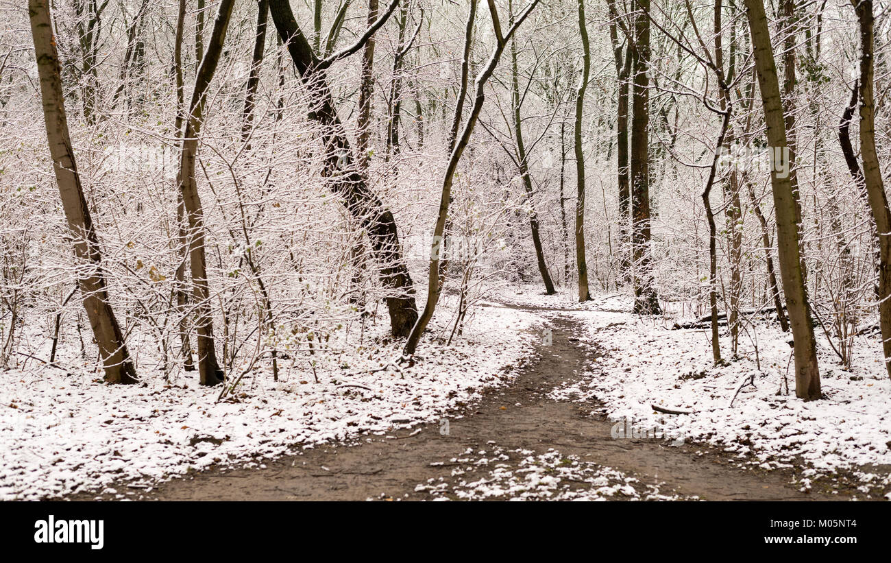 Footpath in a forest in winter, trees covered with snow Stock Photo - Alamy