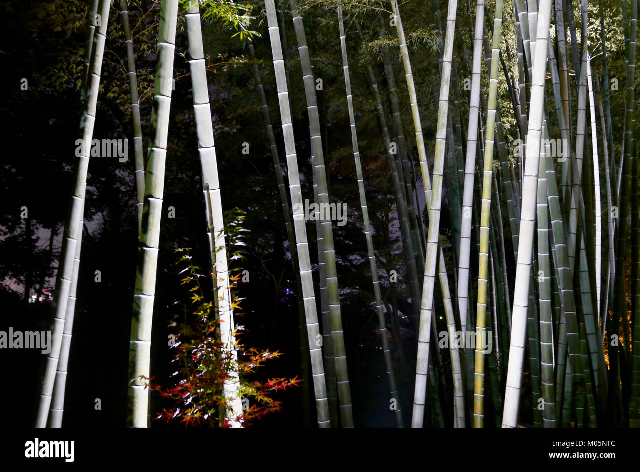 Bamboo forest at night hi-res stock photography and images - Alamy