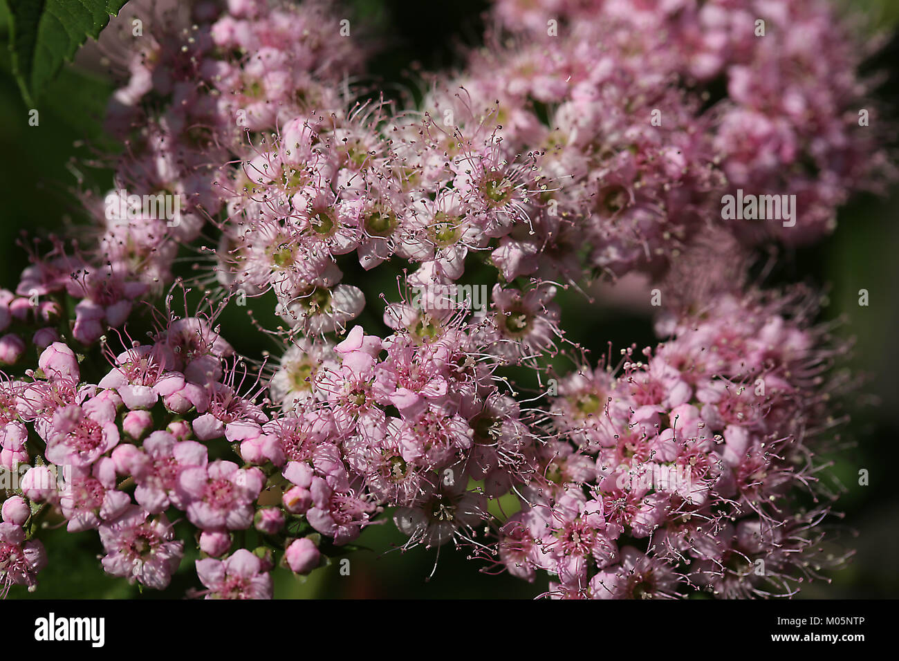 Spirea in full bloom Stock Photo - Alamy