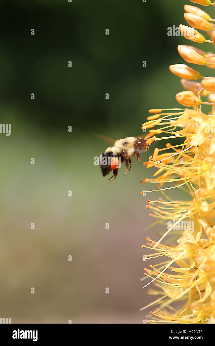 Torch lilly hi-res stock photography and images - Alamy
