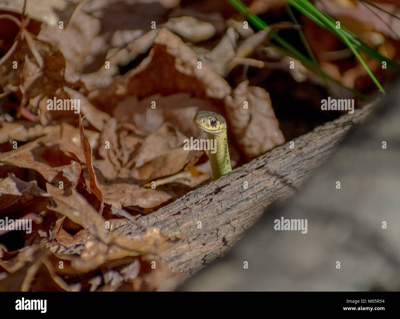 small snake in the woods Stock Photo - Alamy