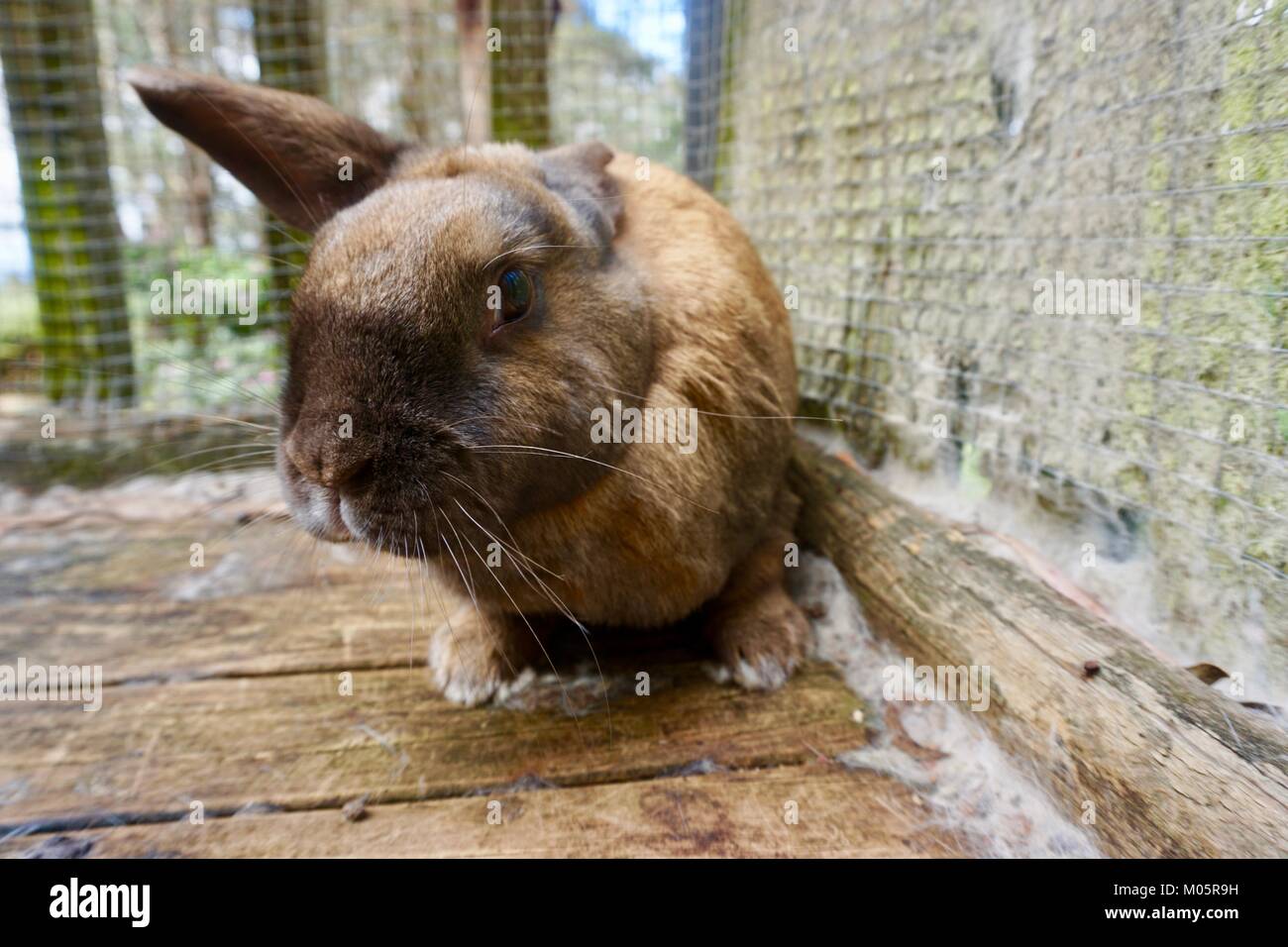 Cute rabbit hi-res stock photography and images - Alamy