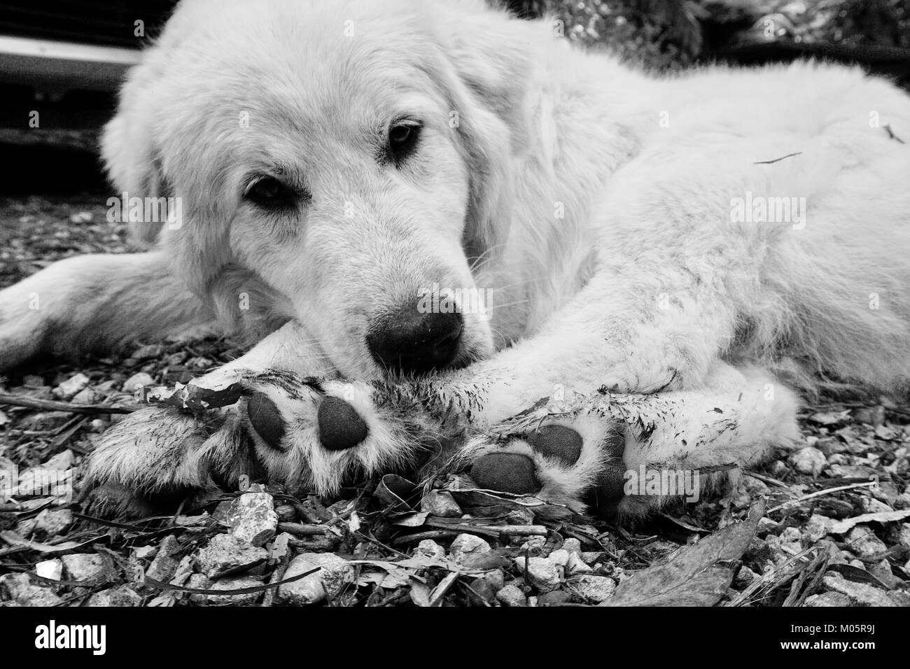 Big Sleepy Puppy Stock Photo - Alamy