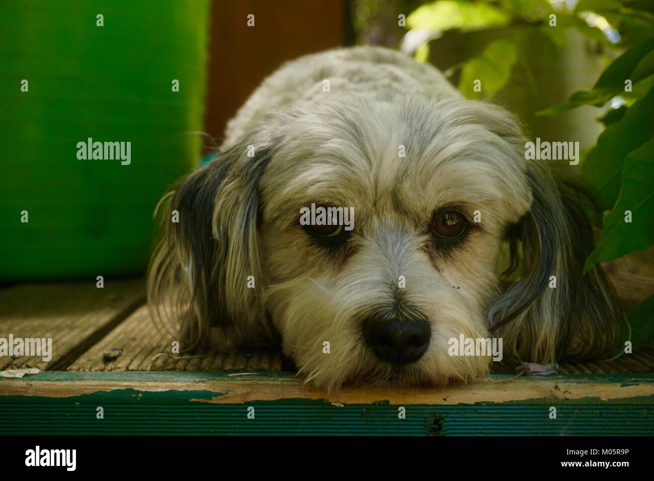 Small watch dog Stock Photo - Alamy