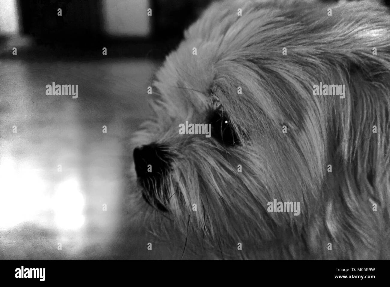 Cute dog home Black and White Stock Photos & Images - Alamy
