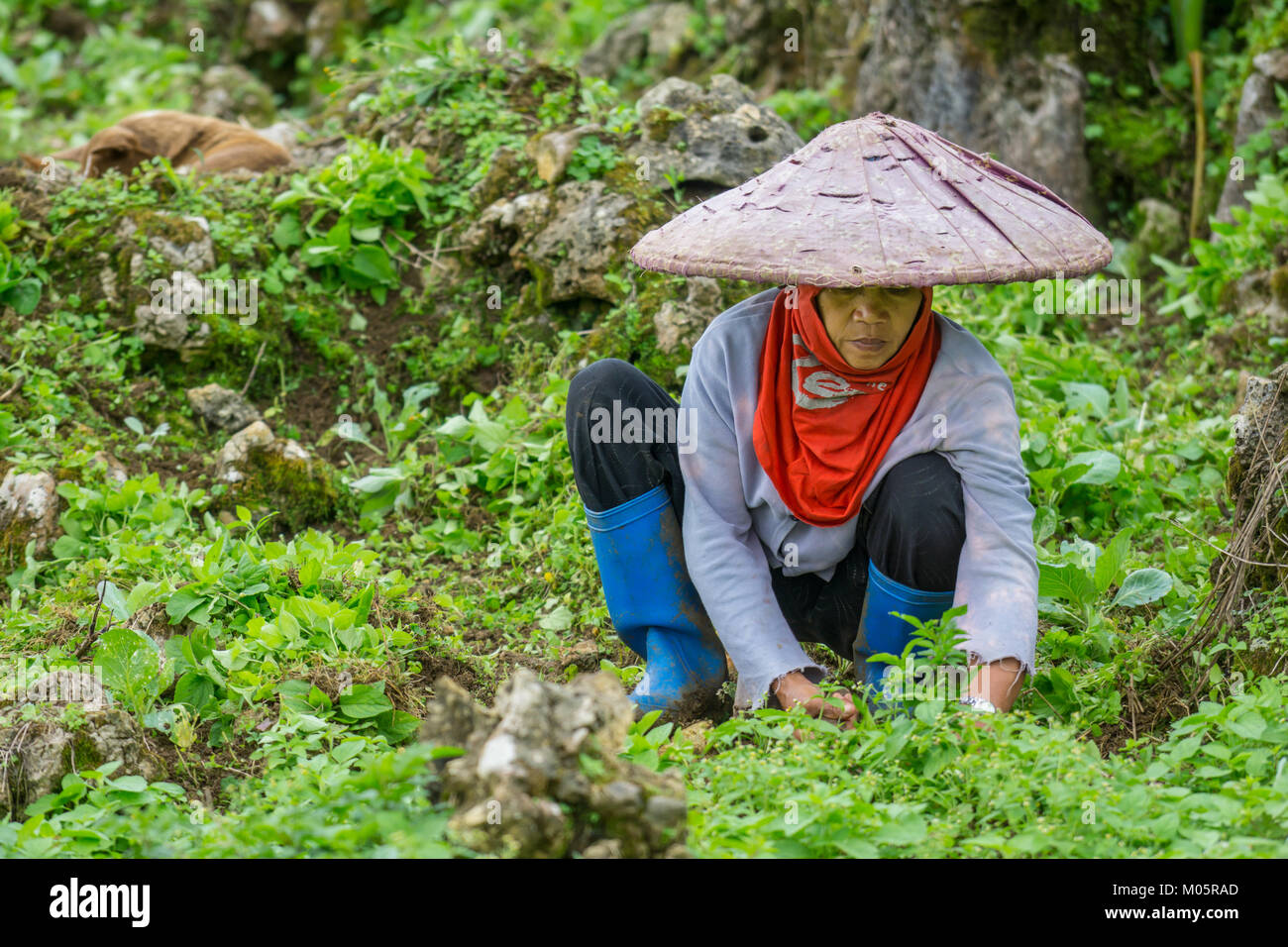 Filipino farm labourers working with a simple hand tool to remove weeds ...