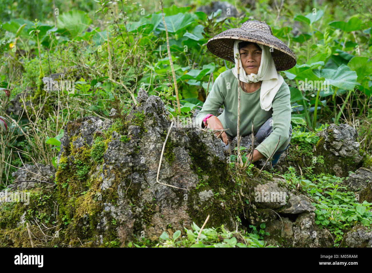 Hand weeding hi-res stock photography and images - Alamy