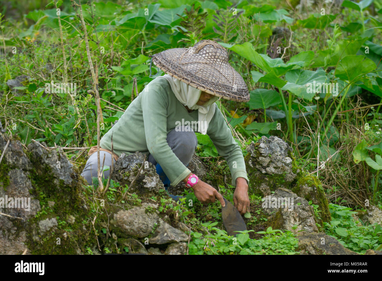 Remove weeds hi-res stock photography and images - Alamy