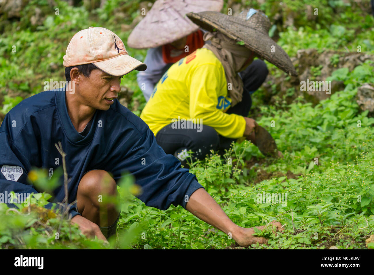 Hand weeding hi-res stock photography and images - Alamy