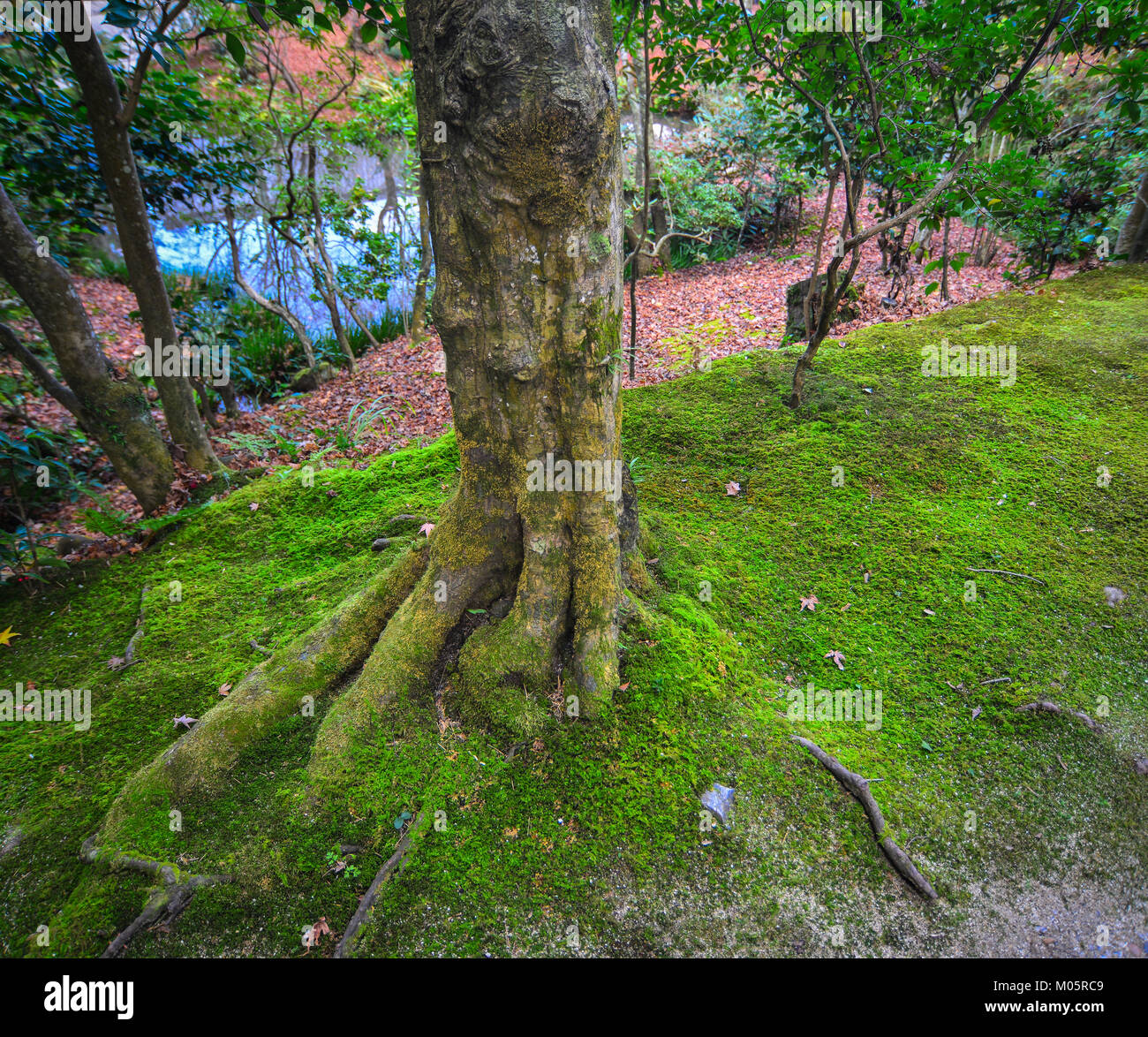 Huge tree in Japanese traditional garden at autumn Stock Photo - Alamy