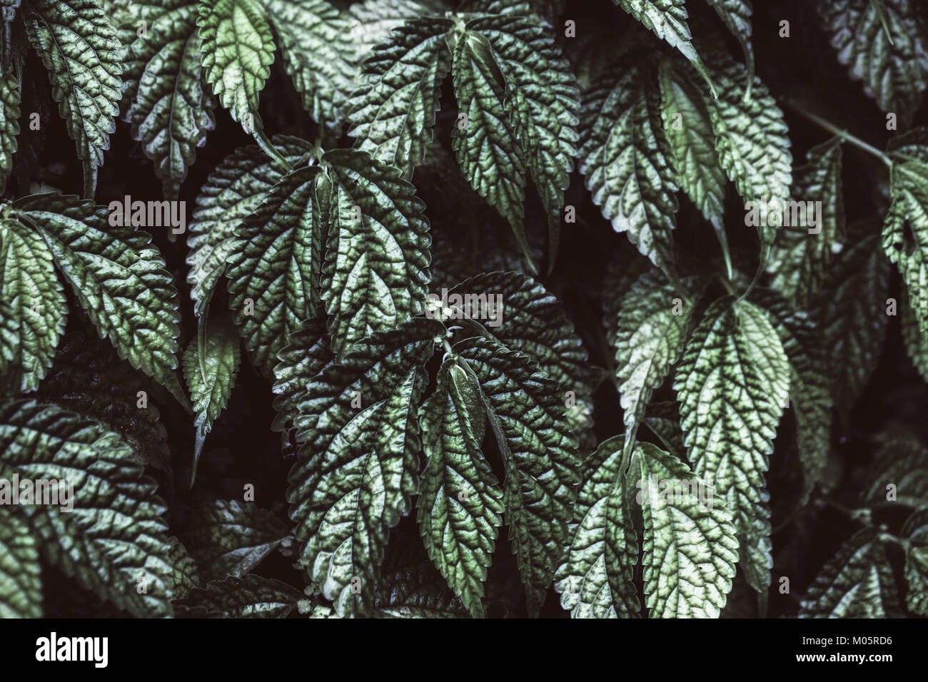 Grape leaves closeup hi-res stock photography and images - Alamy