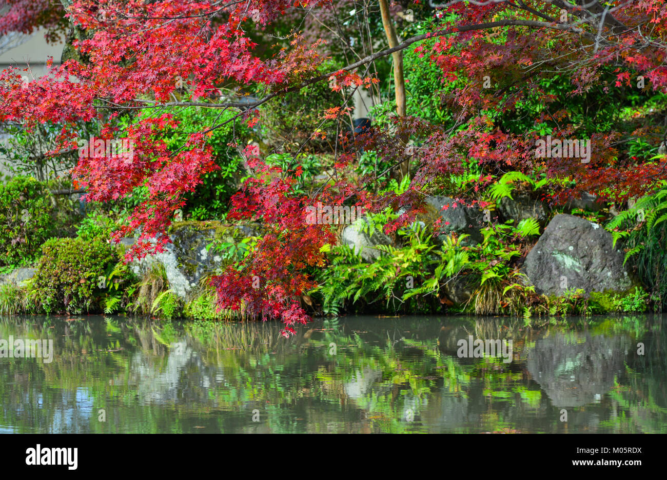 Maple trees with a pond at autumn forest in Arashiyama, Japan Stock ...