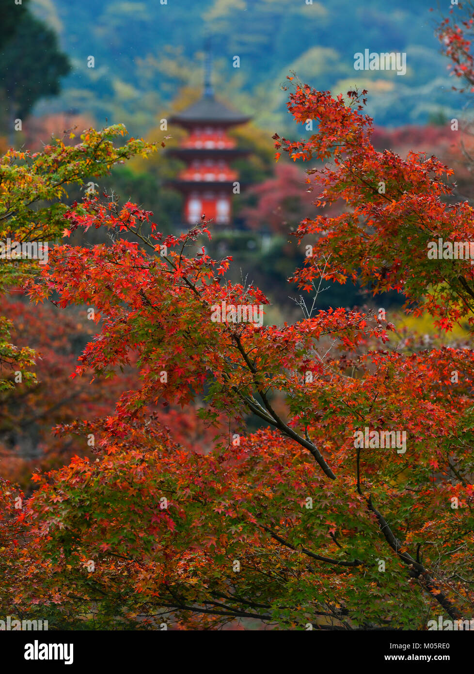 Autumn trees with temple background in Kyoto, Japan Stock Photo - Alamy