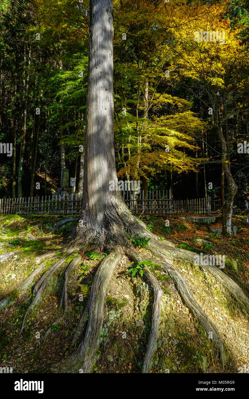 A huge tree at sunny day in Japanese traditional garden Stock Photo - Alamy