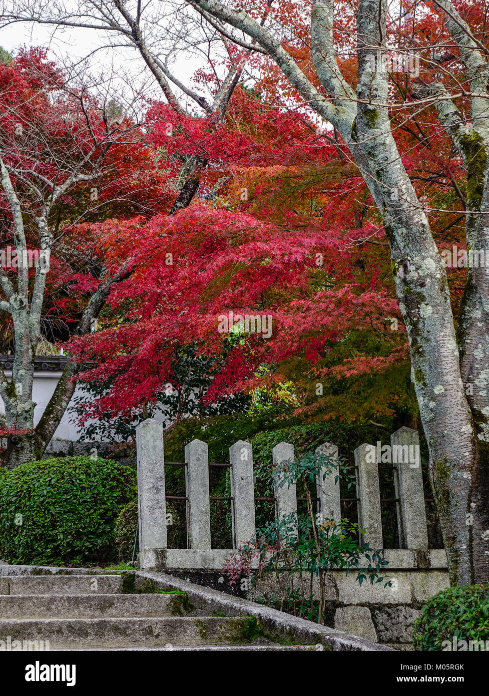 Maple trees with red leaves at city park in autumn Stock Photo - Alamy