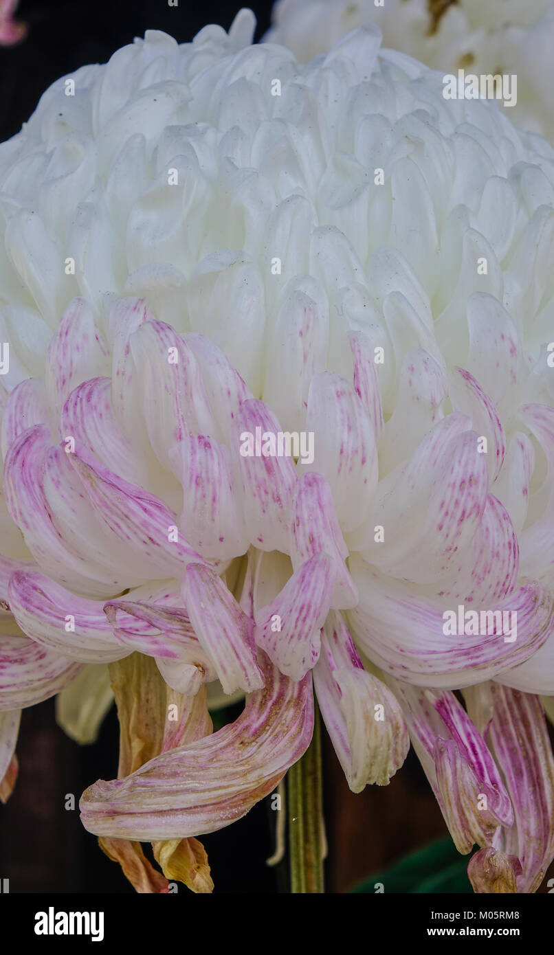 Big daisy flower blooming at the botanic garden in Kyoto, Japan Stock ...
