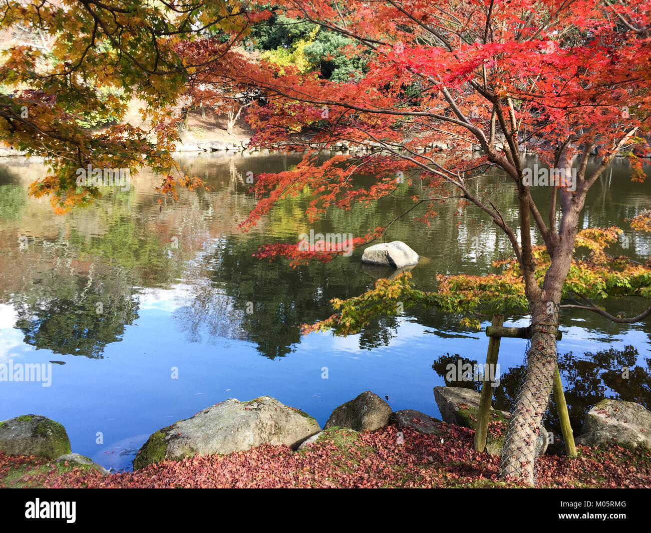 Autumn trees with the reflection lake in Nara, Japan Stock Photo - Alamy