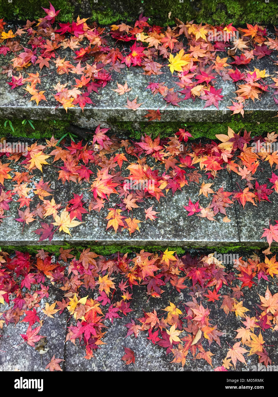 Autumn leaves fallen on stone stairs at an ancient temple in Kyoto ...
