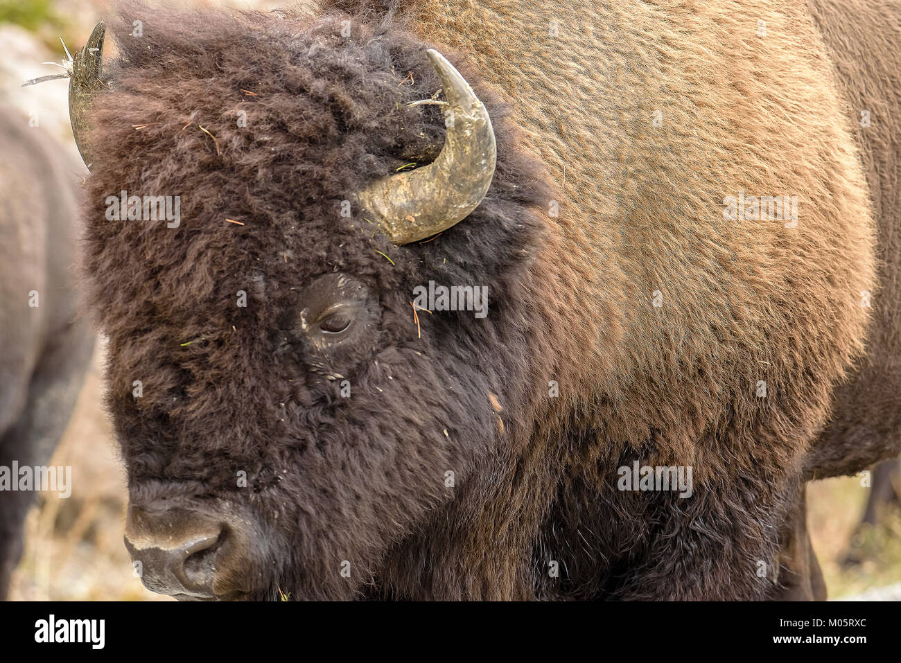 The great Bison portrait in Yellowstone National Park Stock Photo - Alamy