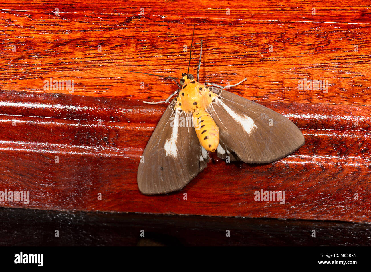 Moth Malaysia High Resolution Stock Photography and Images - Alamy