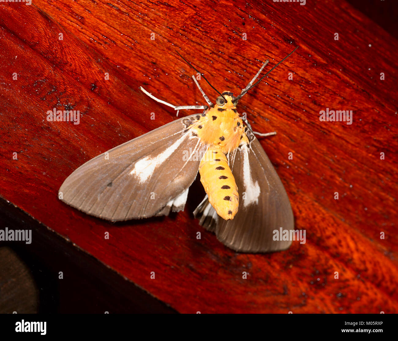 Moth Malaysia Stock Photos & Moth Malaysia Stock Images - Alamy