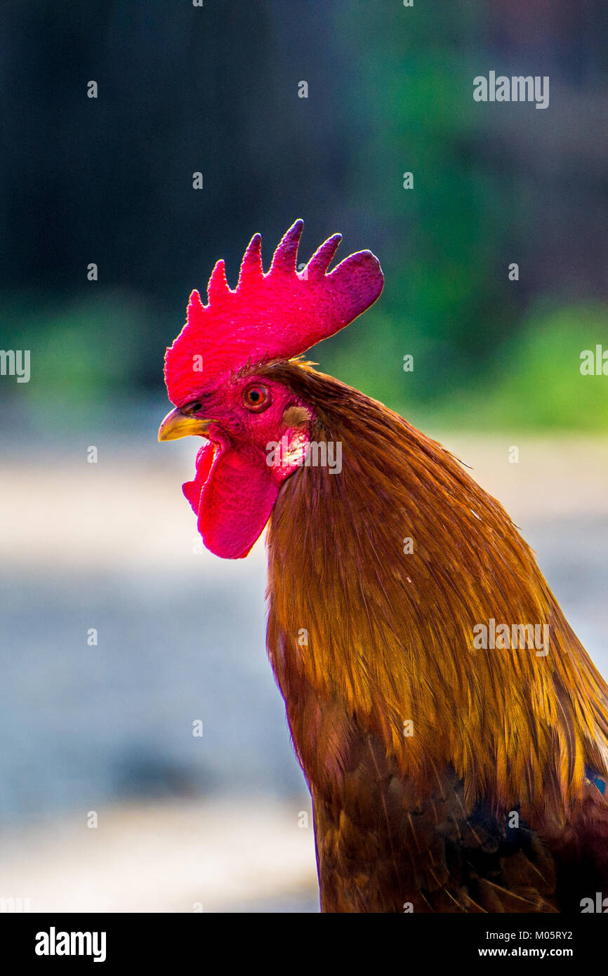 Indian rooster hi-res stock photography and images - Alamy