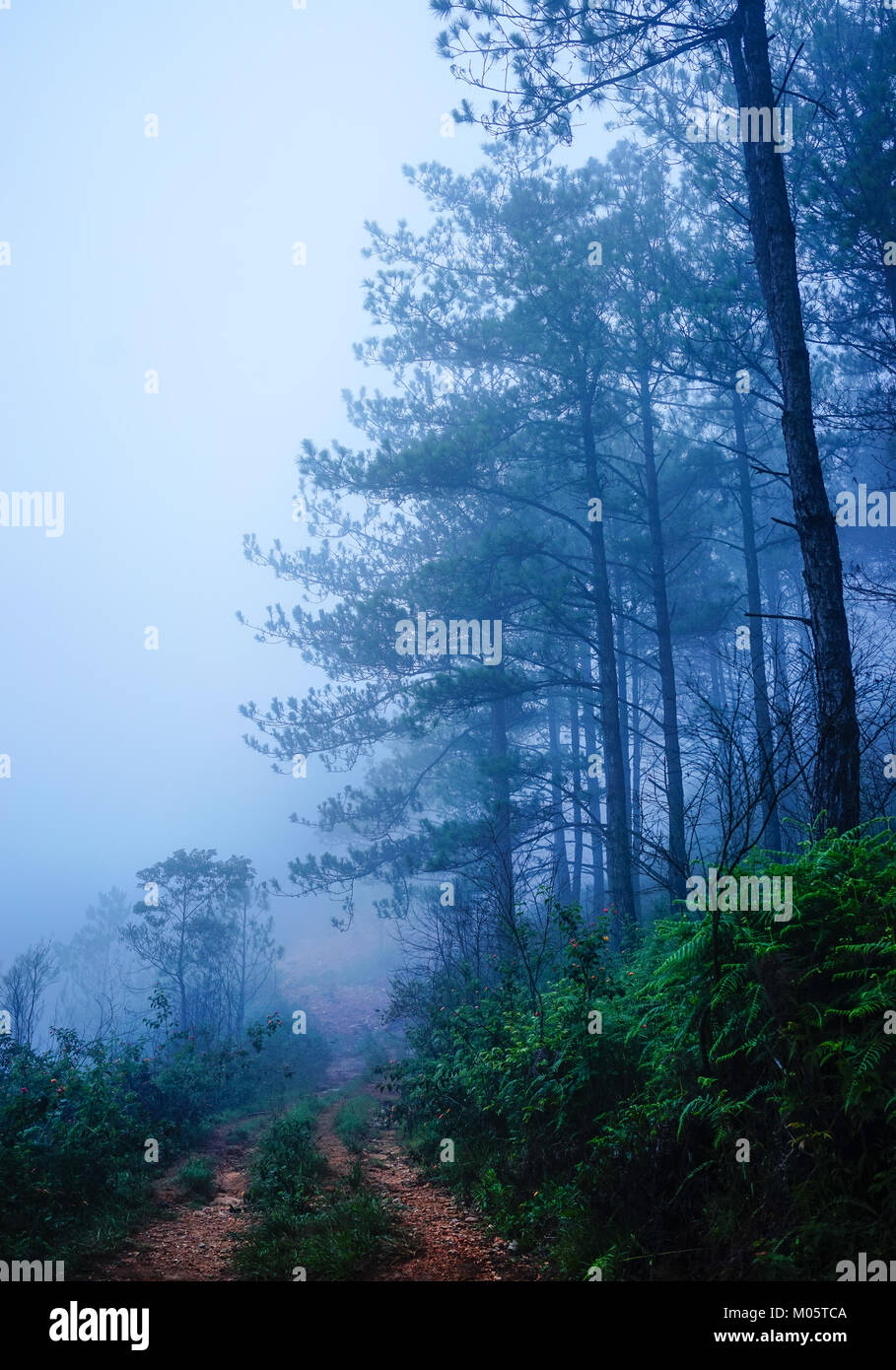 Pine tree forest at misty day in Dalat, Vietnam Stock Photo - Alamy