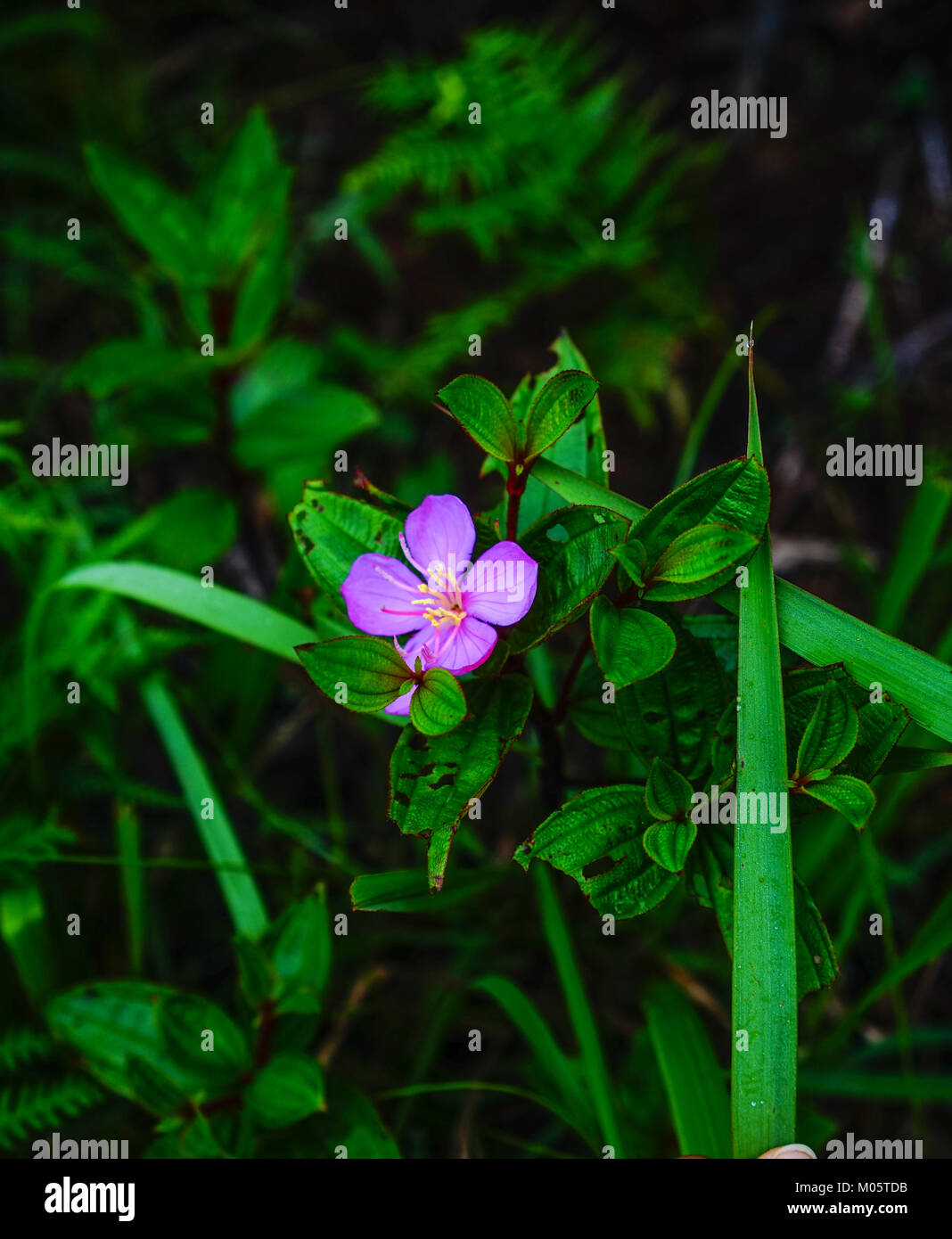 Rhodomyrtus tomentosa (rose myrtle) flowers at early morning in spring ...
