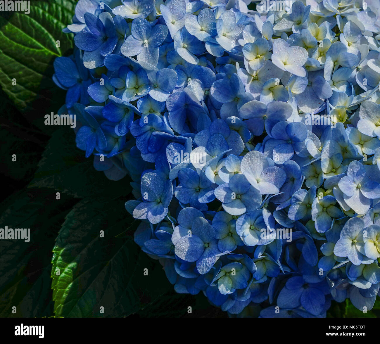 Hydrangea flower (Hydrangea macrophylla) at sunny day in Dalat, Vietnam ...
