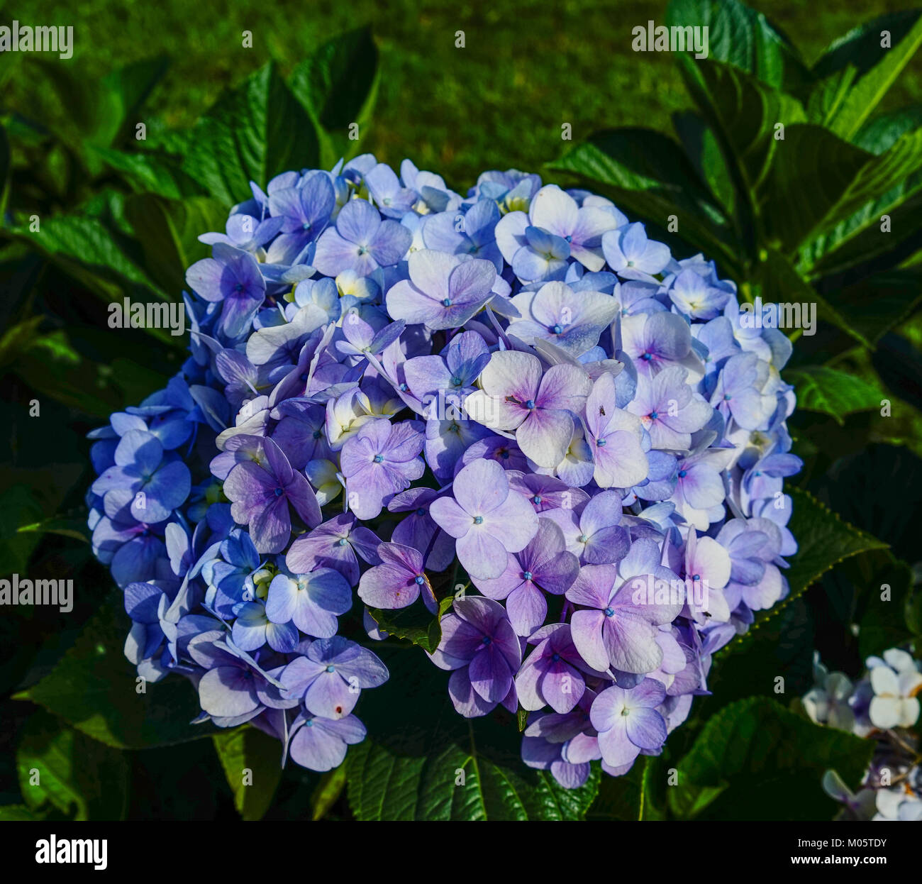 Purple Hydrangea flower (Hydrangea macrophylla) at sunny day in a ...