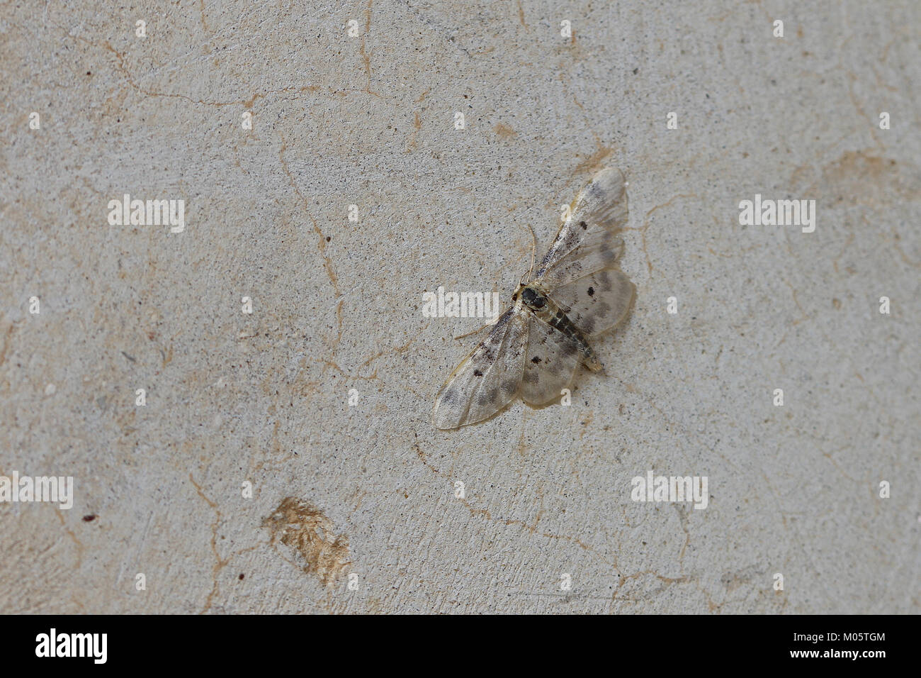 African Lustrous Least Carpet moth similar to a dusty wave, Latin idaea ...