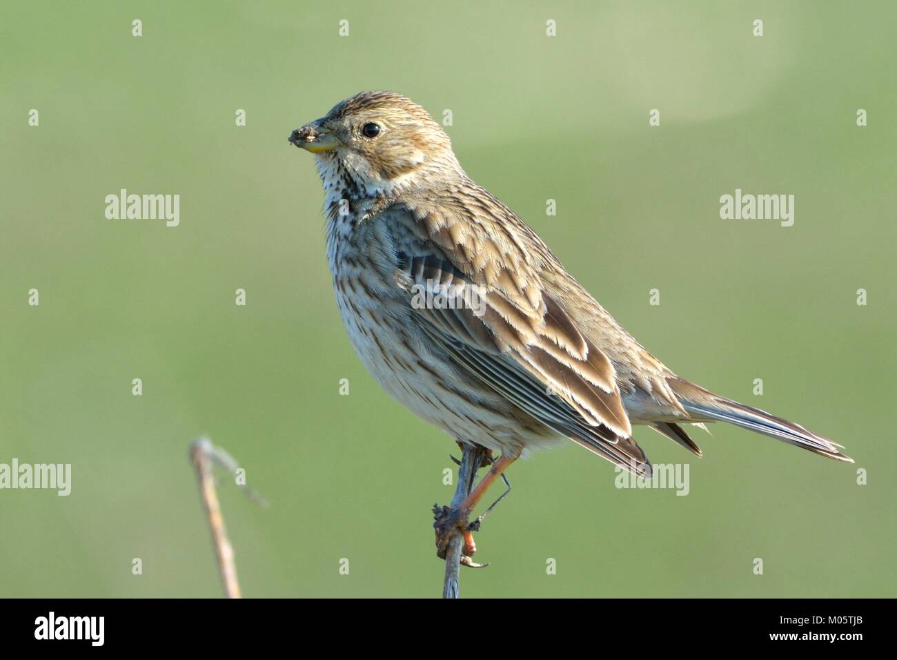 Corn bunting (Emberiza calandra) against green background Stock Photo ...